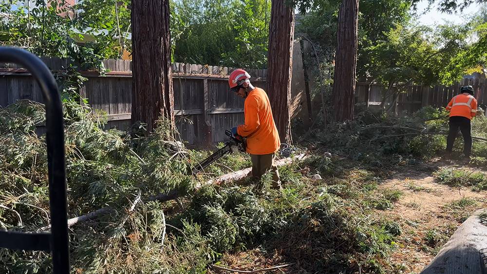 Top Tier Tree Care, Lodi CA tree service - Trees By Tony Tree Service ...